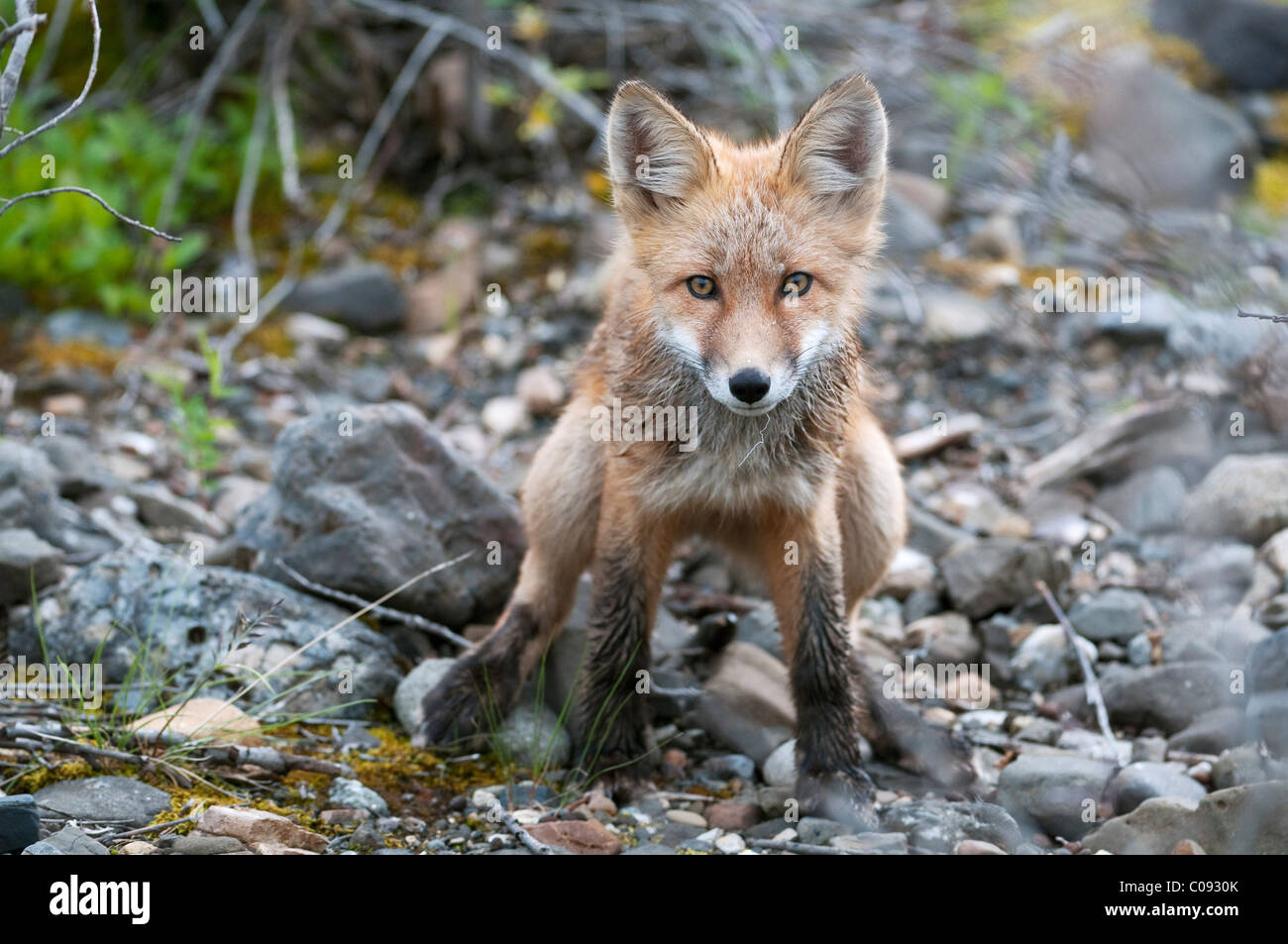 Red Fox kit stands on rocky ground in Denali National Park and Preserve ...