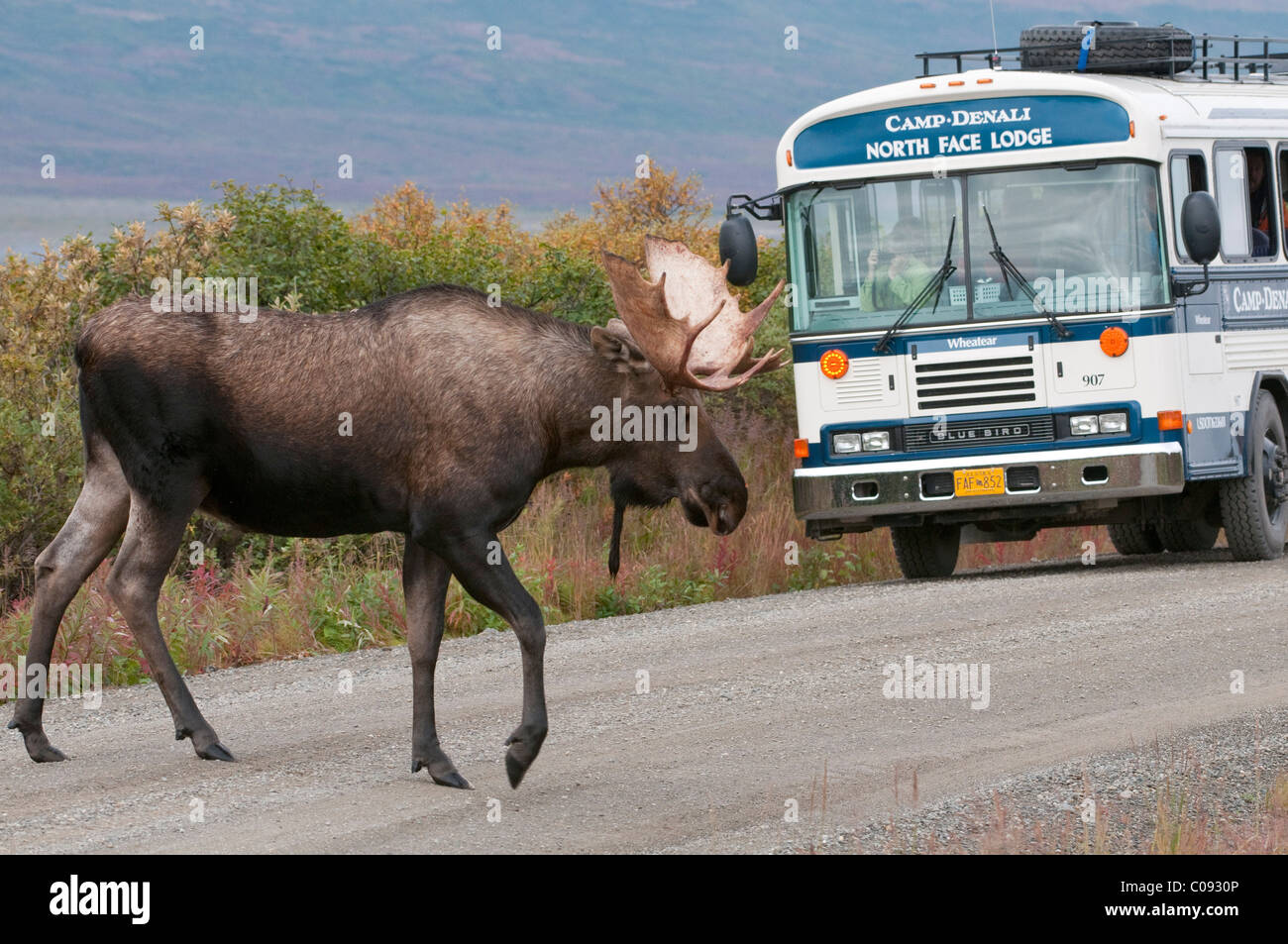 Alaska denali bull moose hi-res stock photography and images - Alamy
