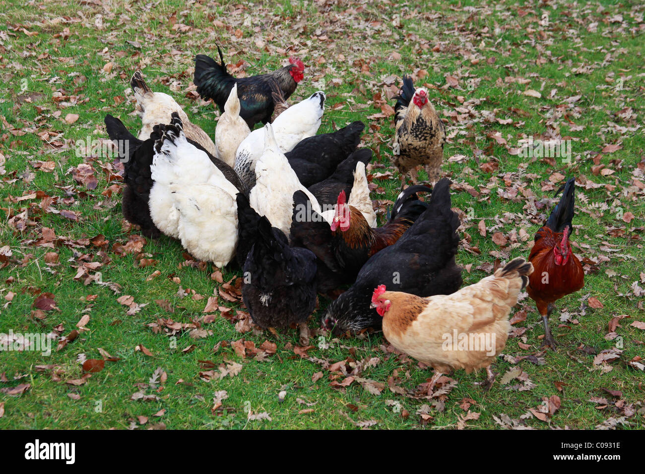 Rural free range chickens hi-res stock photography and images - Alamy