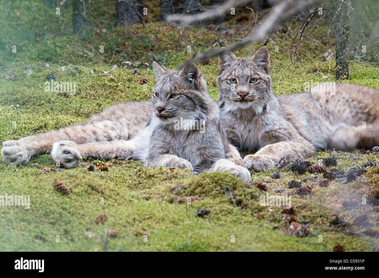 Pair of Lynx rest in mossy opening in dense spruce forest near Igloo ...