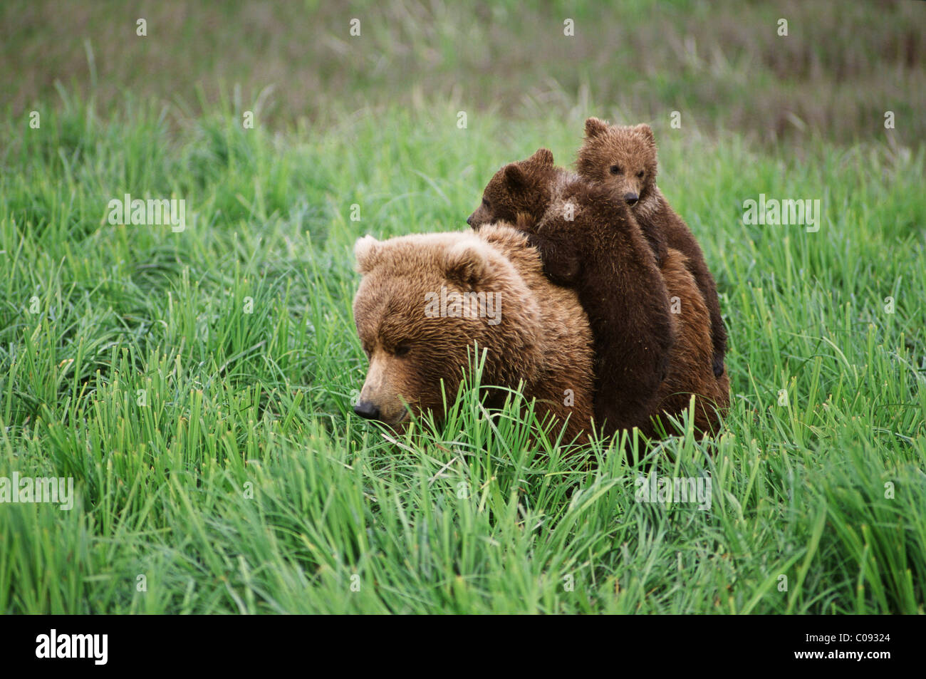 Cub with mother in the back hi-res stock photography and images - Alamy
