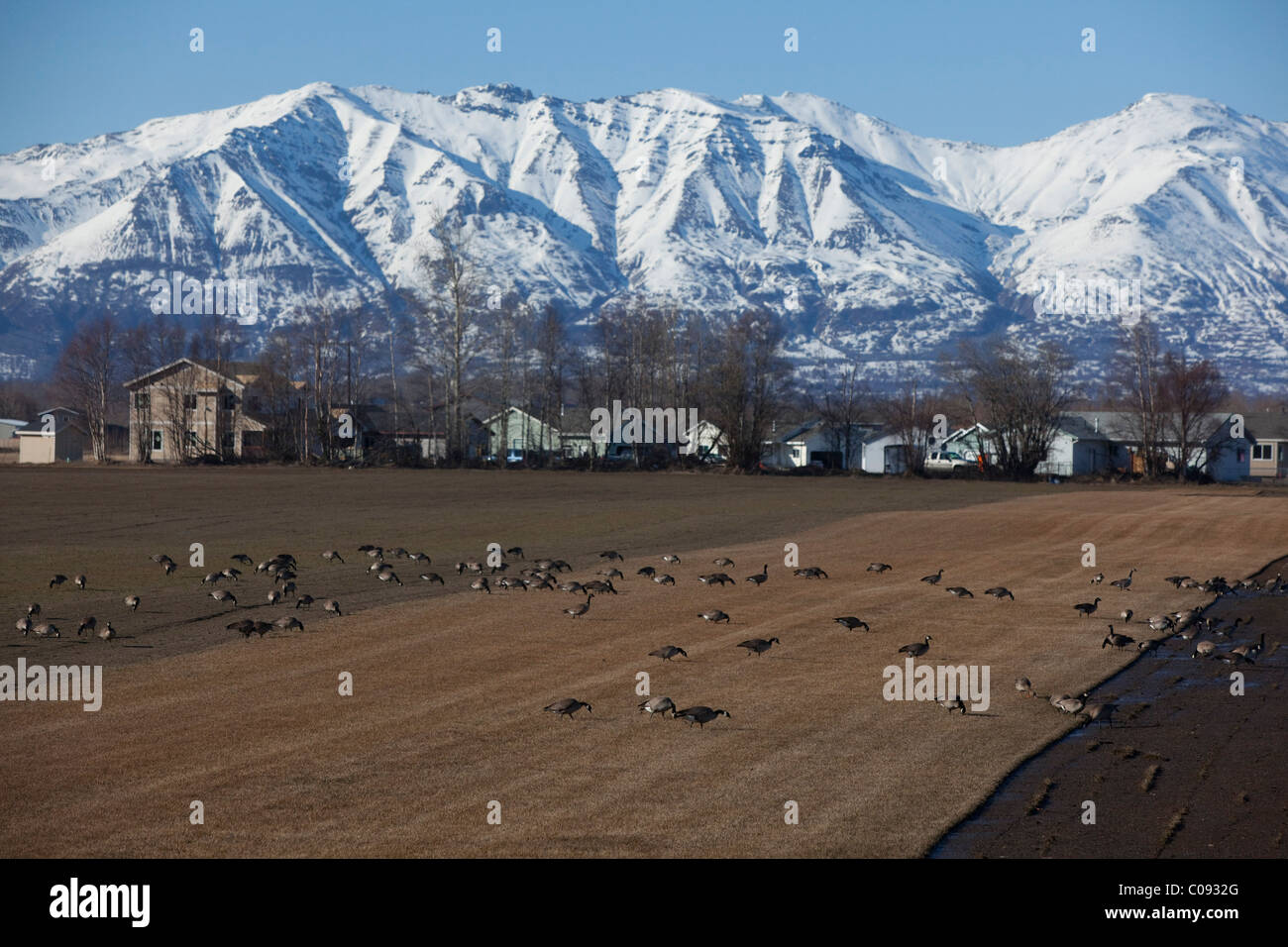 Alaska farming in matanuska valley hi-res stock photography and images ...