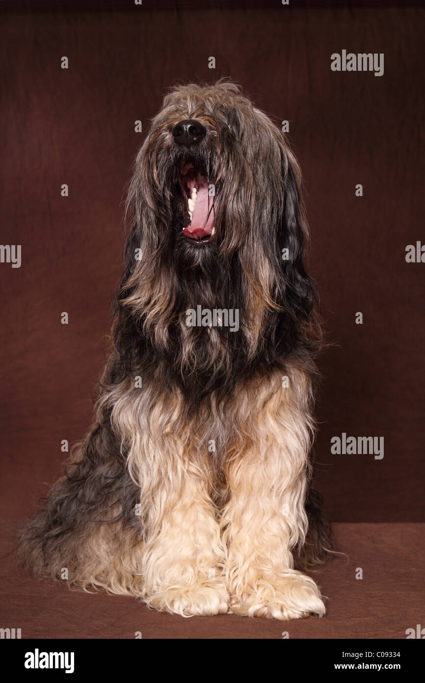 Shaggy dog tibet hi-res stock photography and images - Alamy