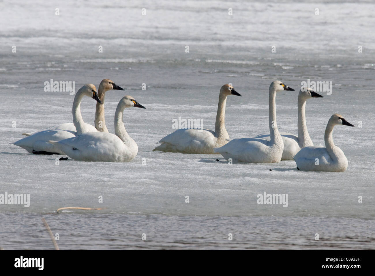 A flock of Tundra Swans lay on the ice at Potter Marsh near Anchorage ...