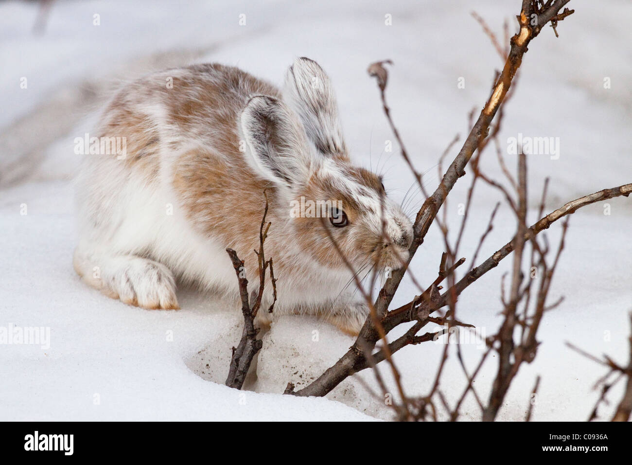 Rabbit bush hi-res stock photography and images - Alamy