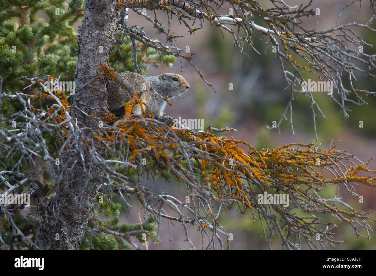 Arctic Ground Squirrel stands on a branch of a snag Spruce tree in ...