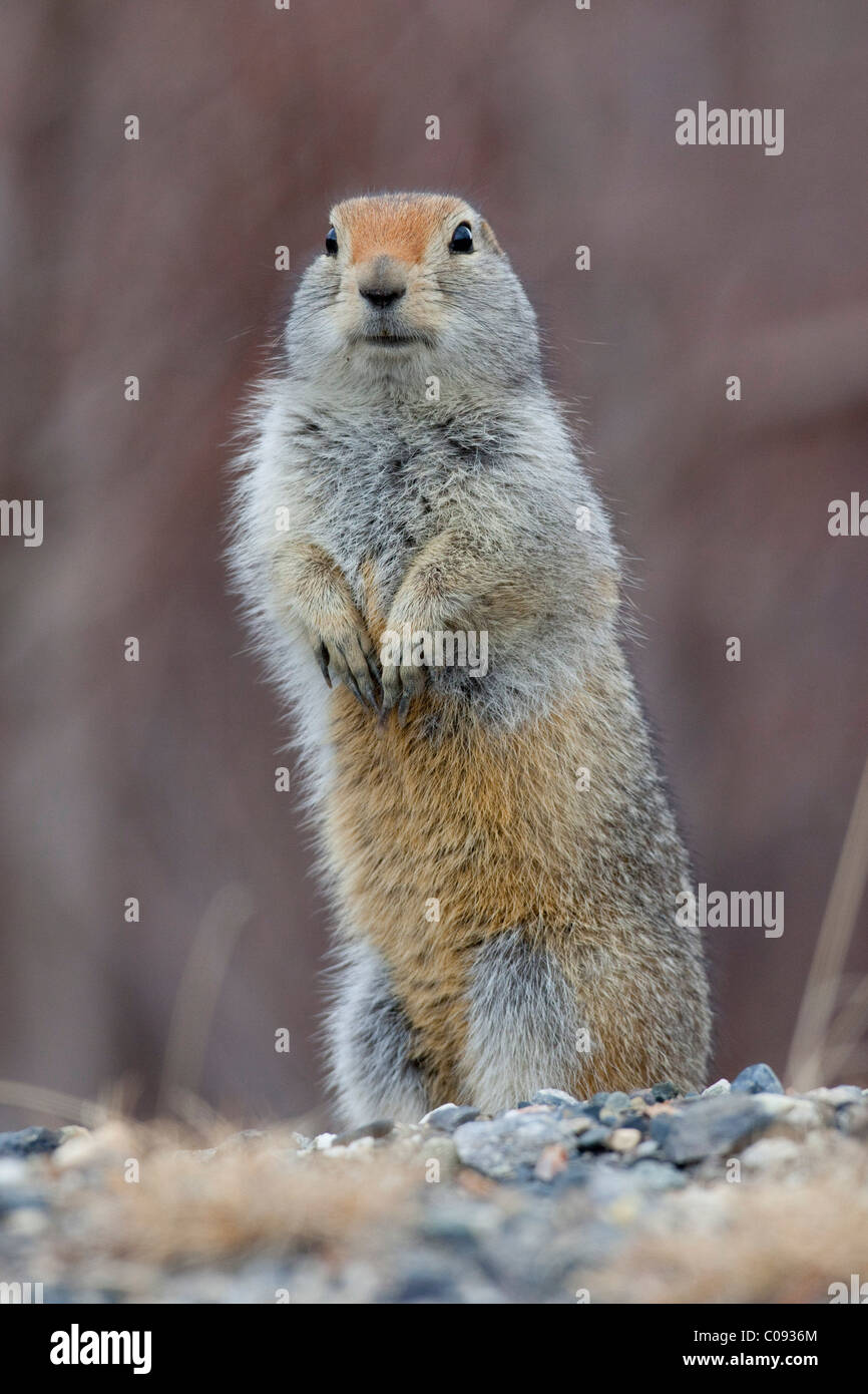 White Arctic Squirrel