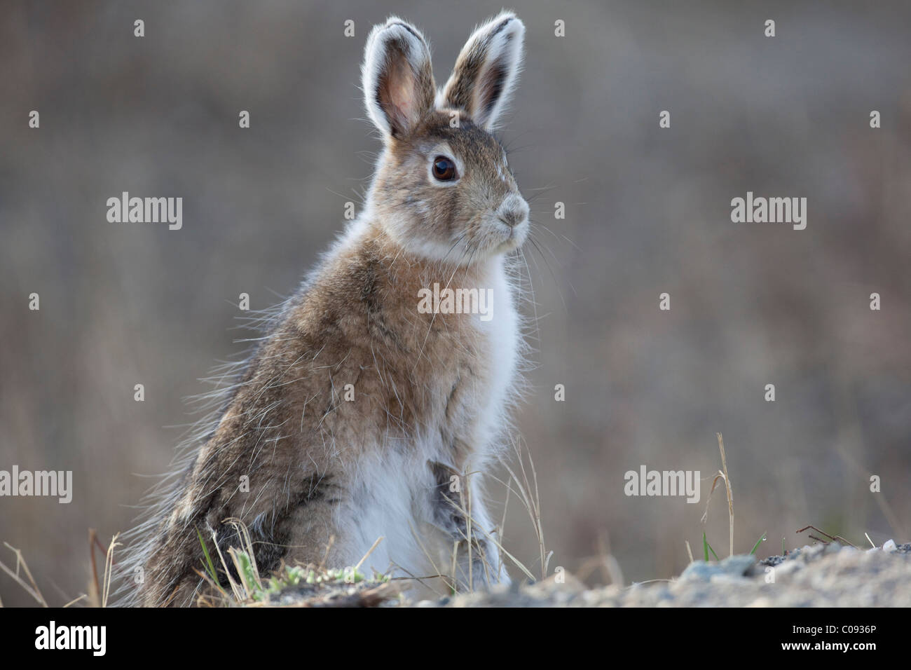Close up of an Snowshoe Hare sitting and alert, Denali National Park ...