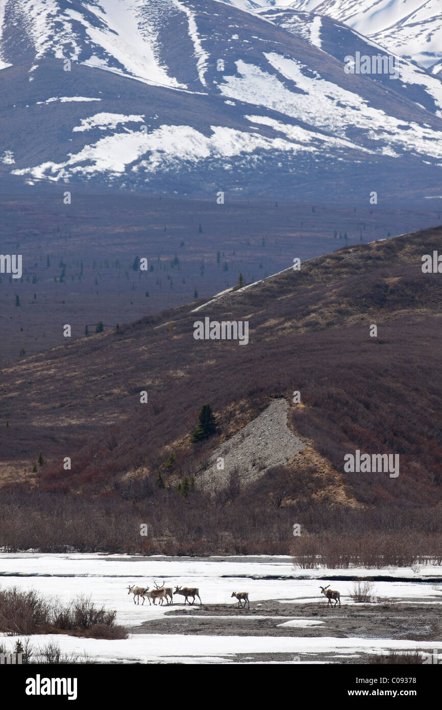 Caribou snow hi-res stock photography and images - Alamy