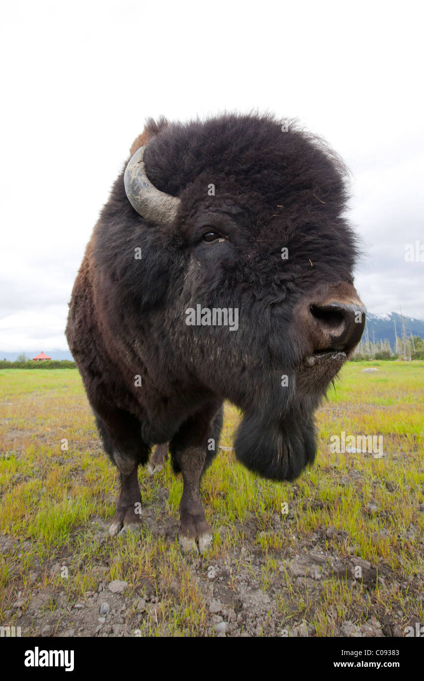 Close up of a Bull Wood bison with its tongue hanging out, Alaska ...
