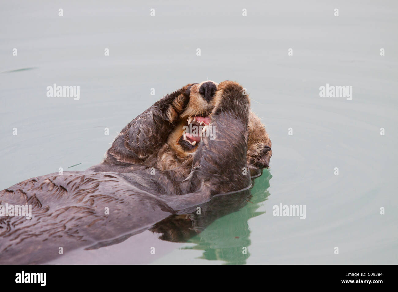 An adult Sea Otter floats in the calm waters of the Valdez Small Boat ...