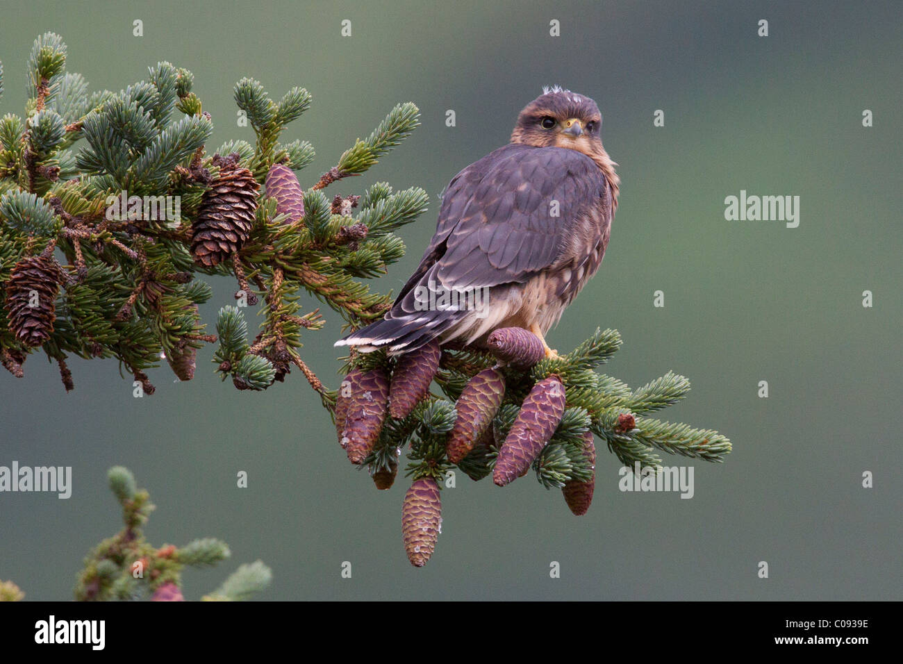 A Merlin (Pigeon Hawk) perches on a pine cone decorated Spruce tree ...