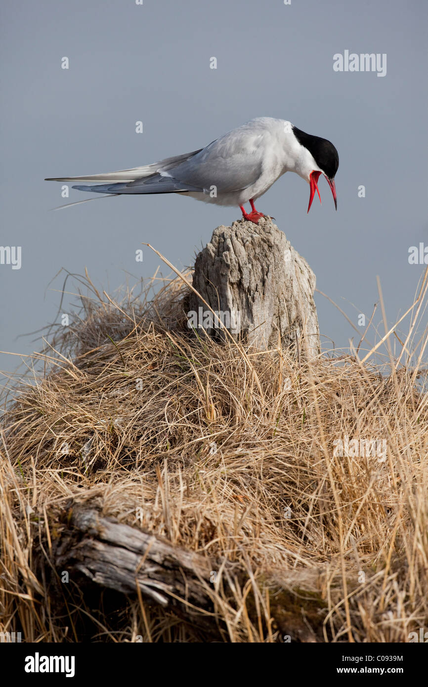 An adult Arctic Tern sits on a driftwood stump and calls, Southcentral ...