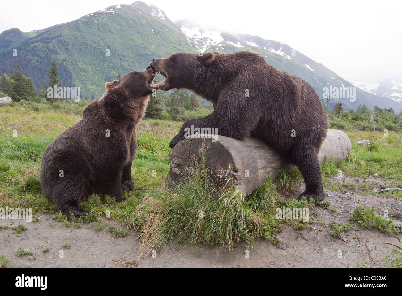 Grizzly Bear Ursus Captive Snarling High Resolution Stock Photography ...