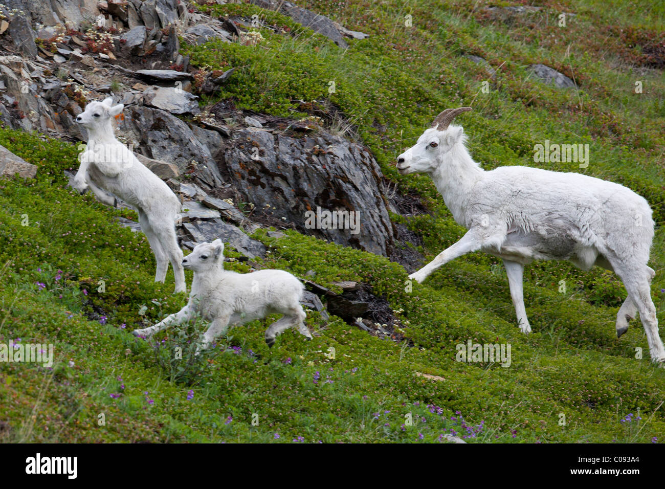 A Dall sheep ewe and lambs run through a green meadow at Windy Point ...