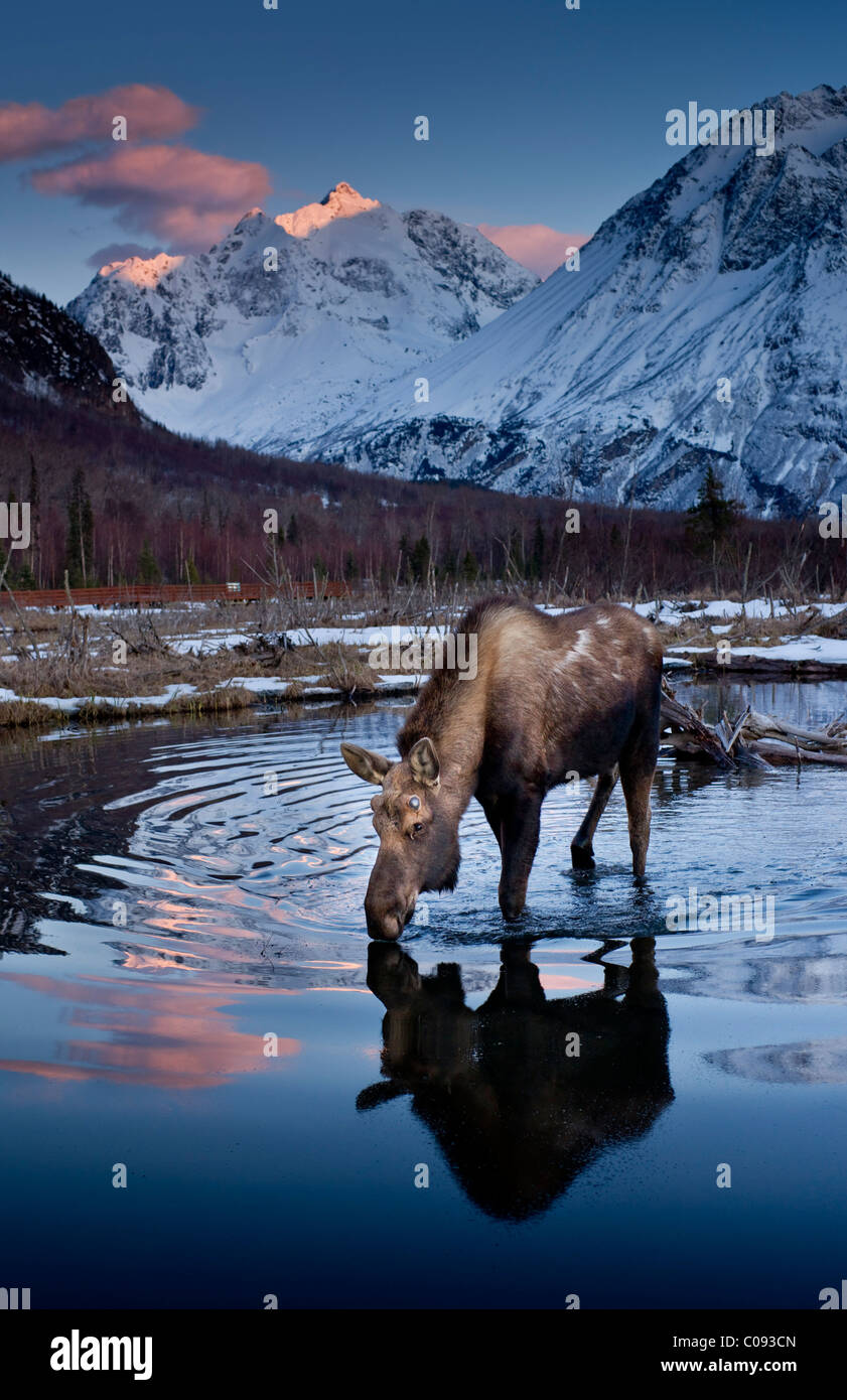 Polar Bear Drinking Water High Resolution Stock Photography and Images - Alamy