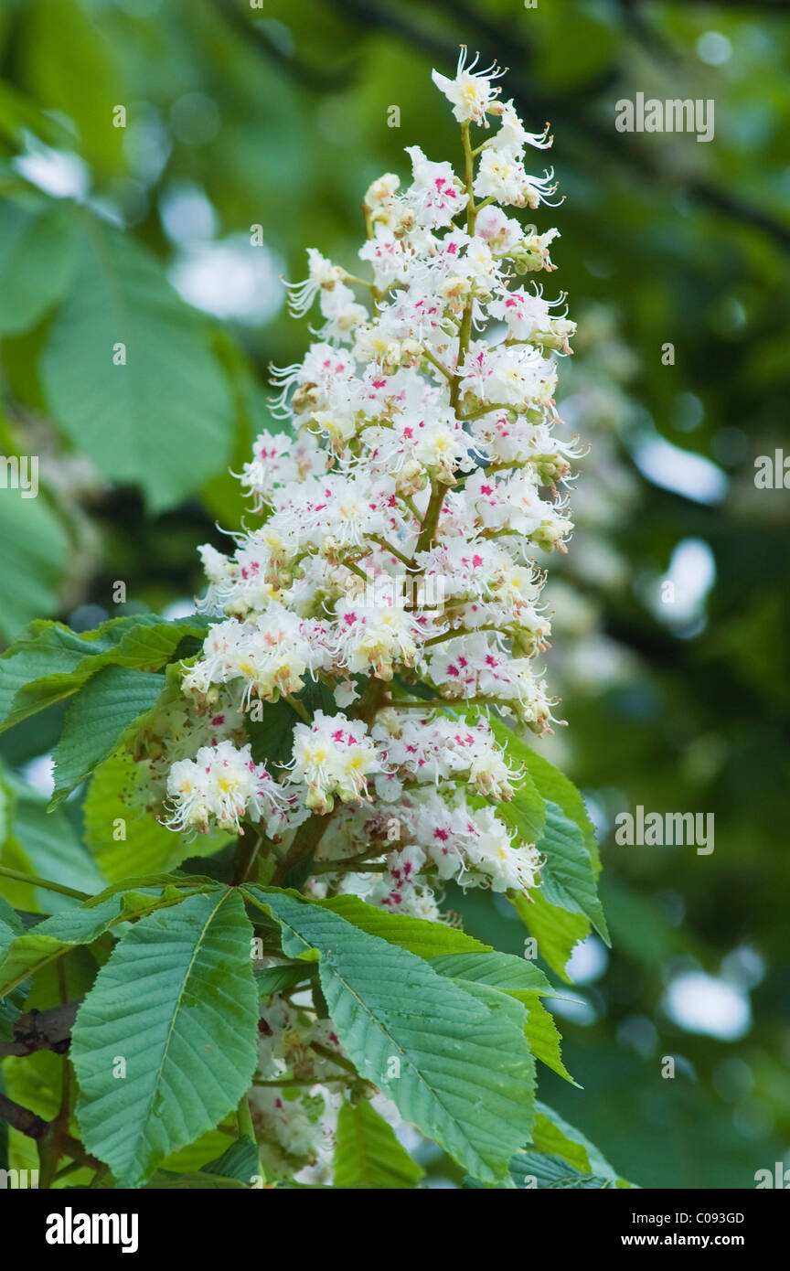 Aesculus species hi-res stock photography and images - Alamy