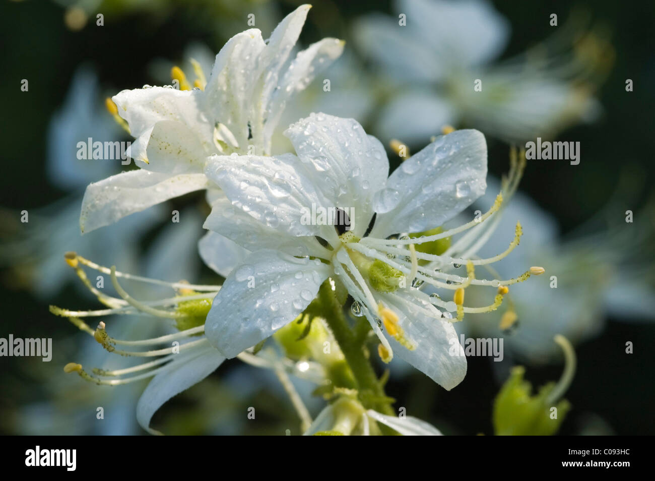 Dittany (Dictamnus albus), flowering, medicinal plant, Germany Stock ...