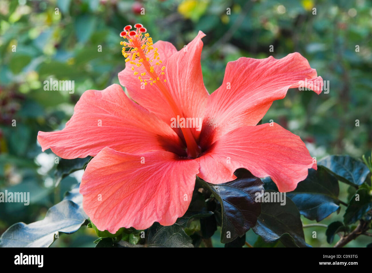 Red hibiscus flower (Hibiscus Stock Photo - Alamy
