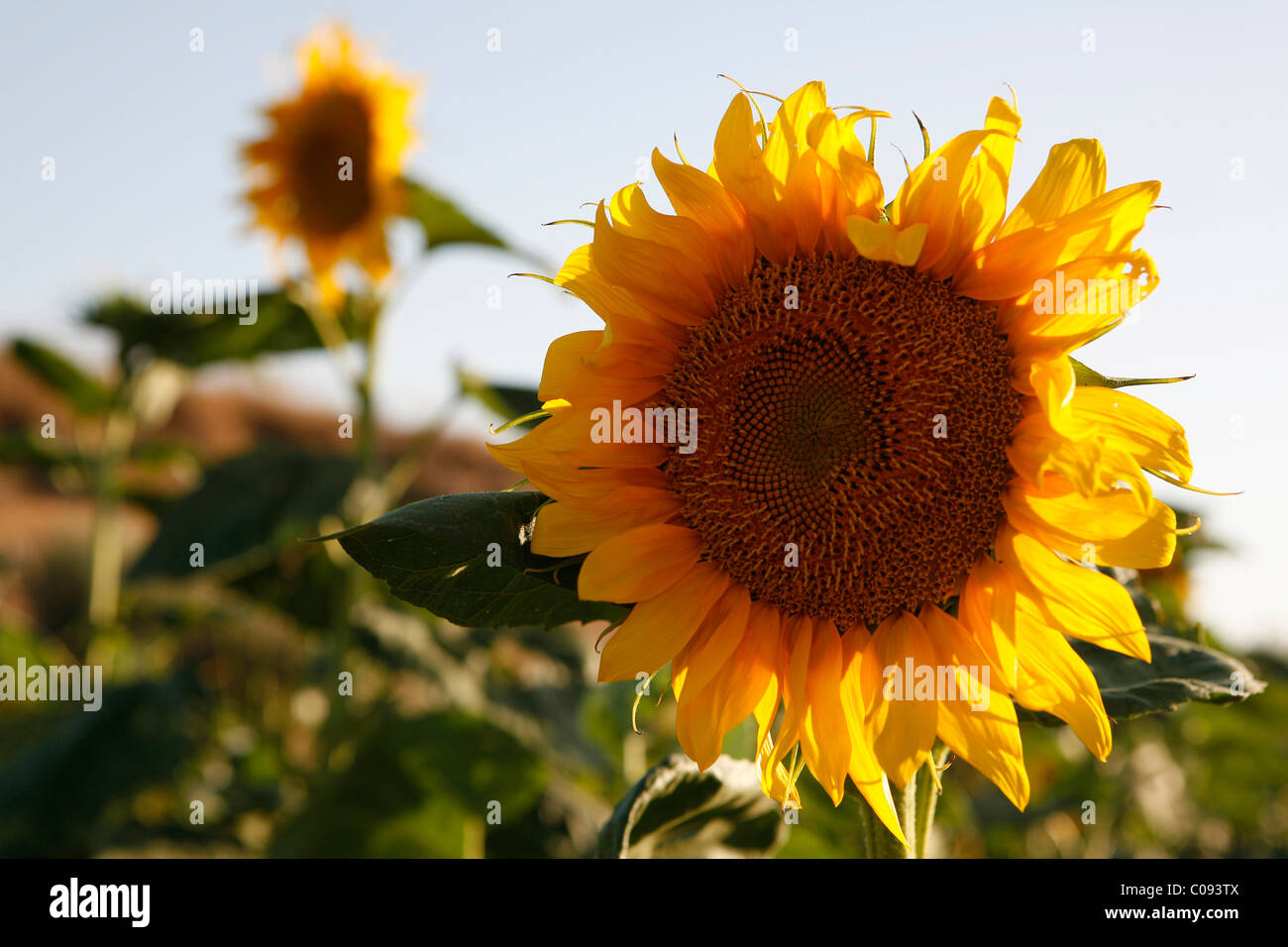 Spain europe andalucia sunflowers fields hi-res stock photography and ...
