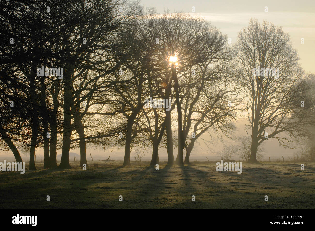 Tree filled pasture landscape hi-res stock photography and images - Alamy