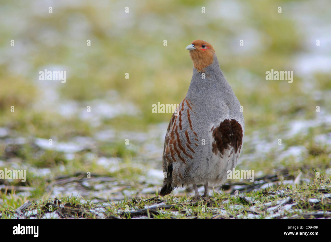 Grey Partridge (Perdix perdix), male Stock Photo - Alamy