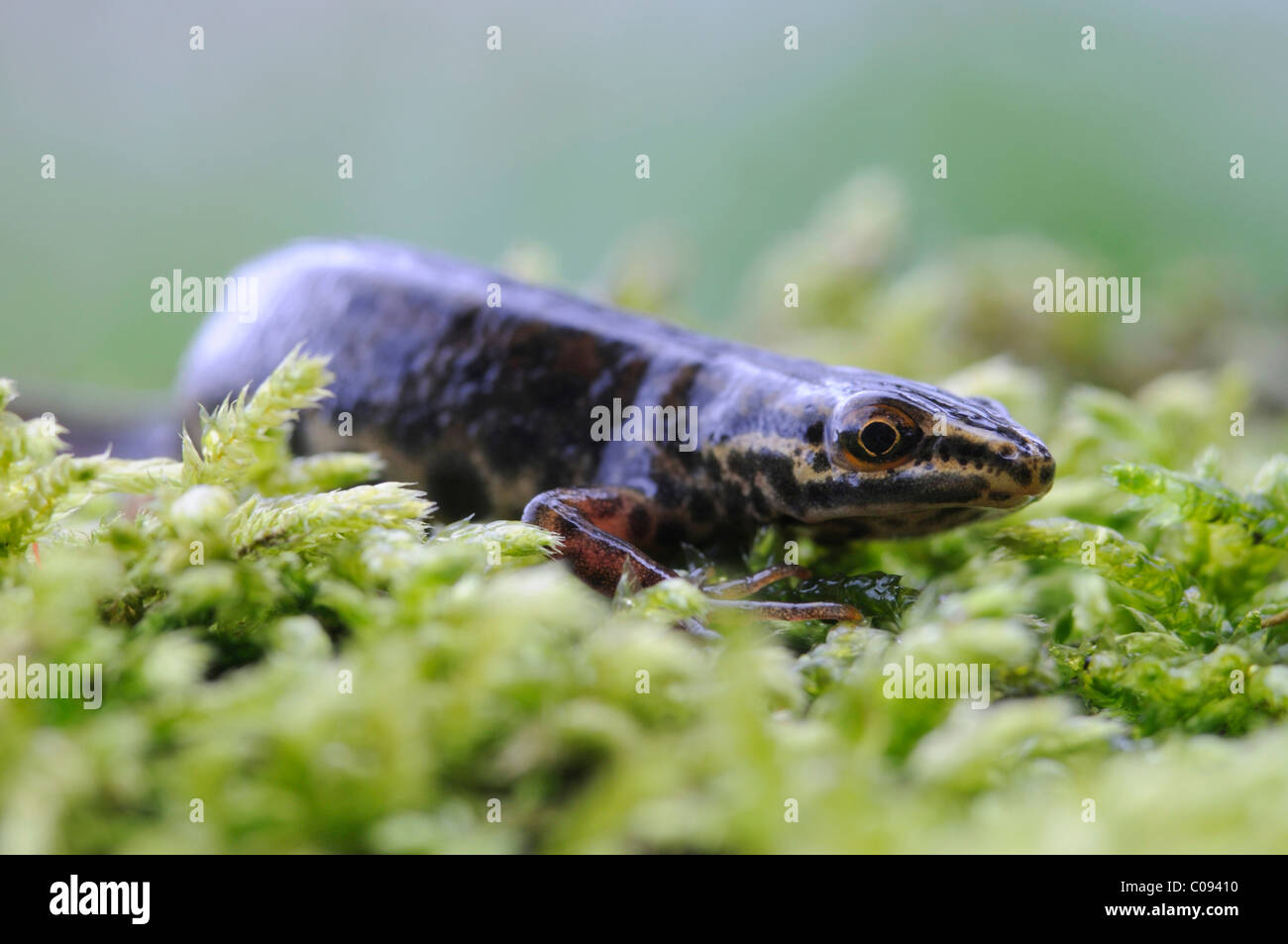 Smooth Newt, Common Newt (Lissotriton vulgaris Stock Photo - Alamy