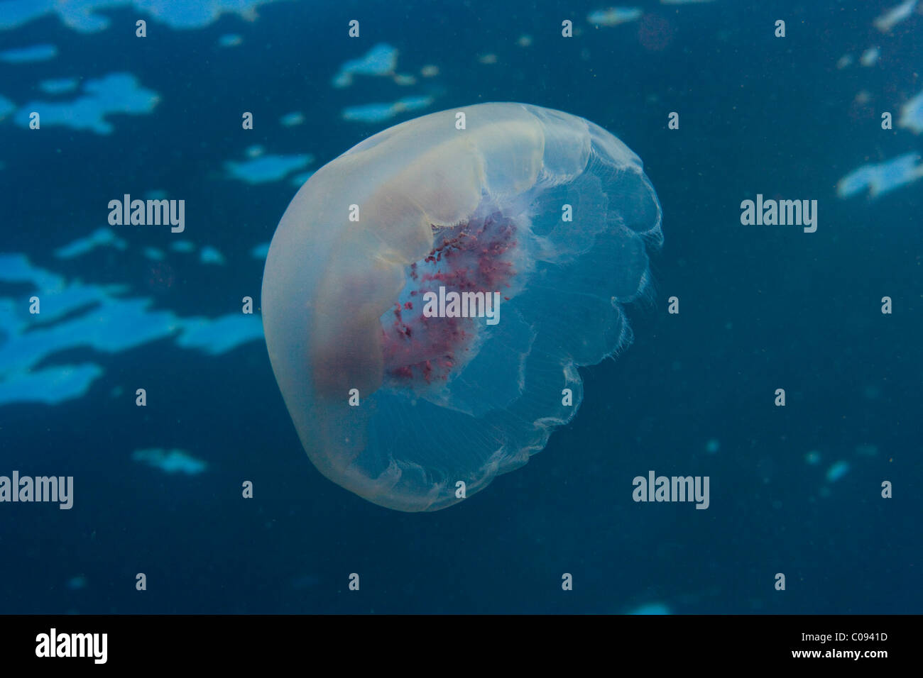 Moon jelly, Moon jellyfish, Common jellyfish, Saucer jelly (Aurelia ...