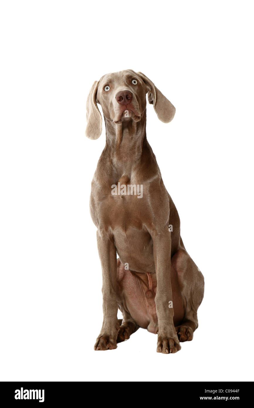 Weimaraner dog breed hi-res stock photography and images - Alamy
