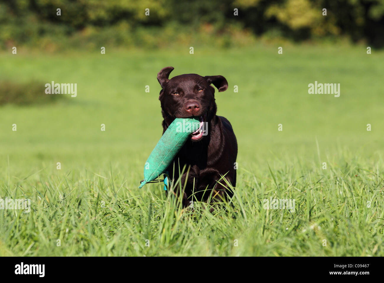 playing Labrador Retriever Stock Photo - Alamy