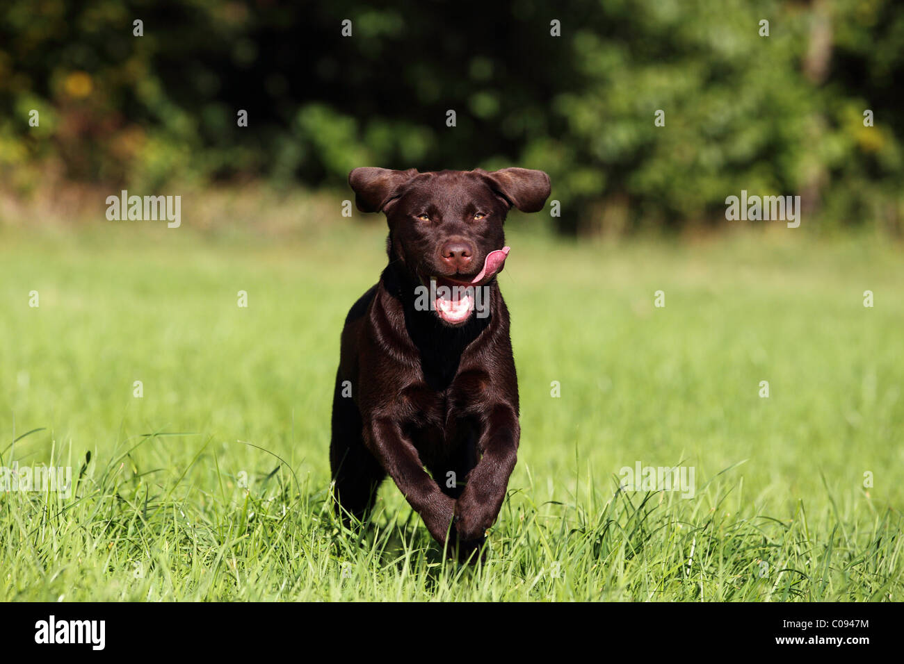 running Labrador Retriever Stock Photo - Alamy