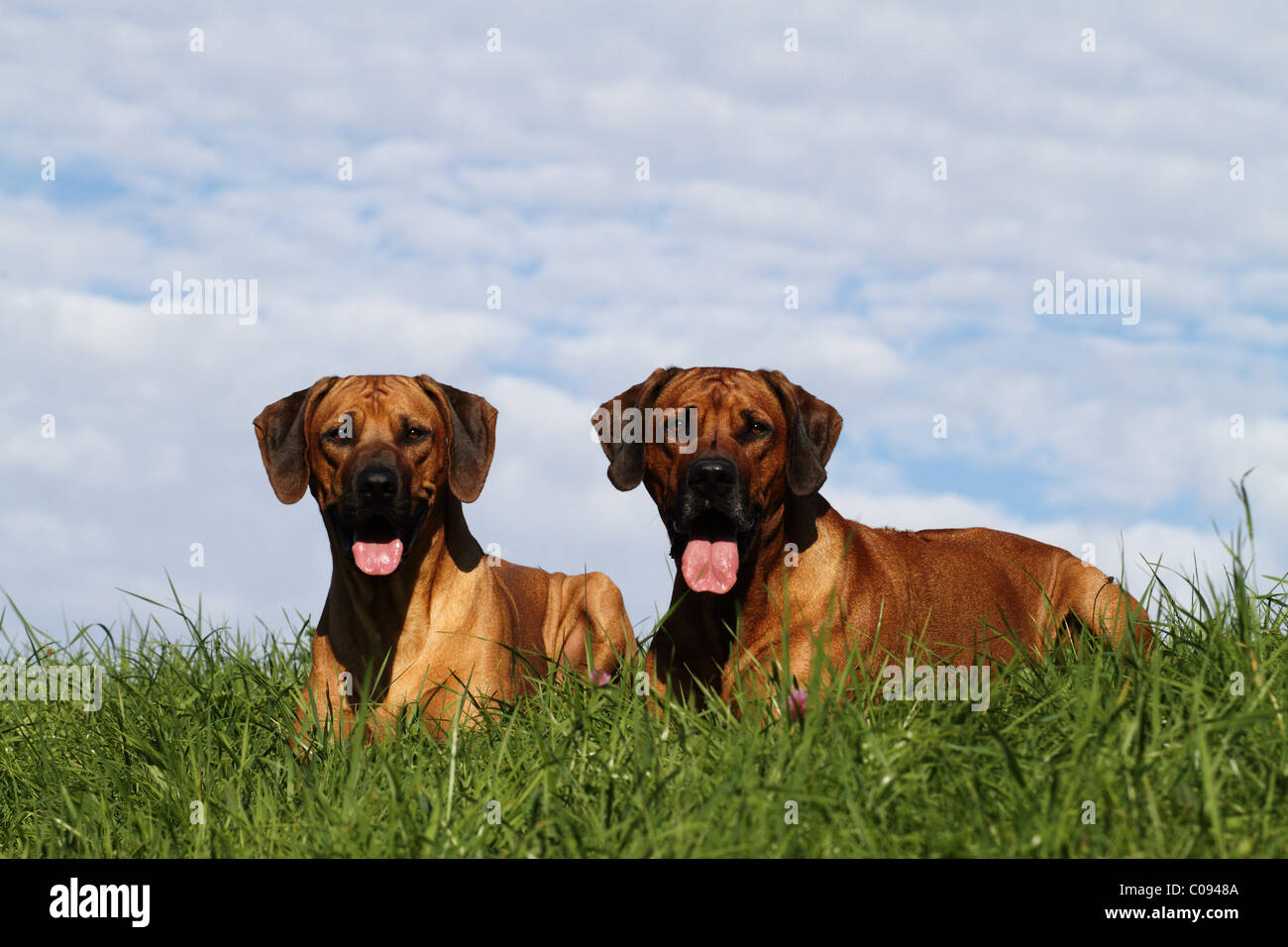 Rhodesian ridgeback dog hi-res stock photography and images - Alamy
