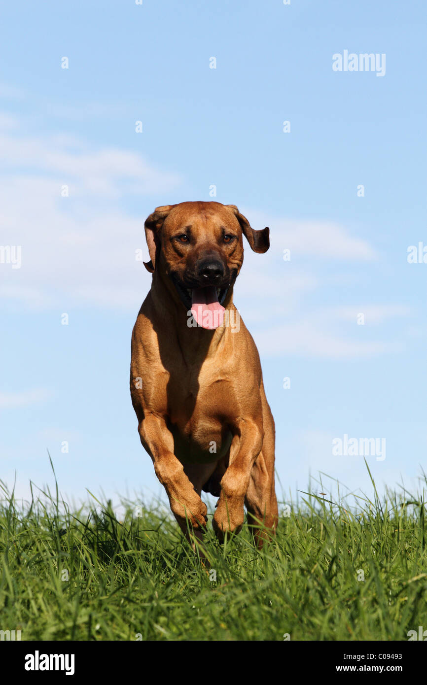 running Rhodesian Ridgeback Stock Photo - Alamy