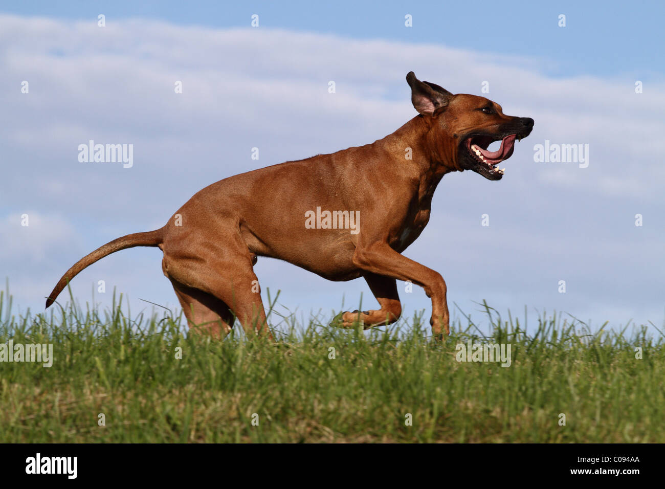 running Rhodesian Ridgeback Stock Photo - Alamy
