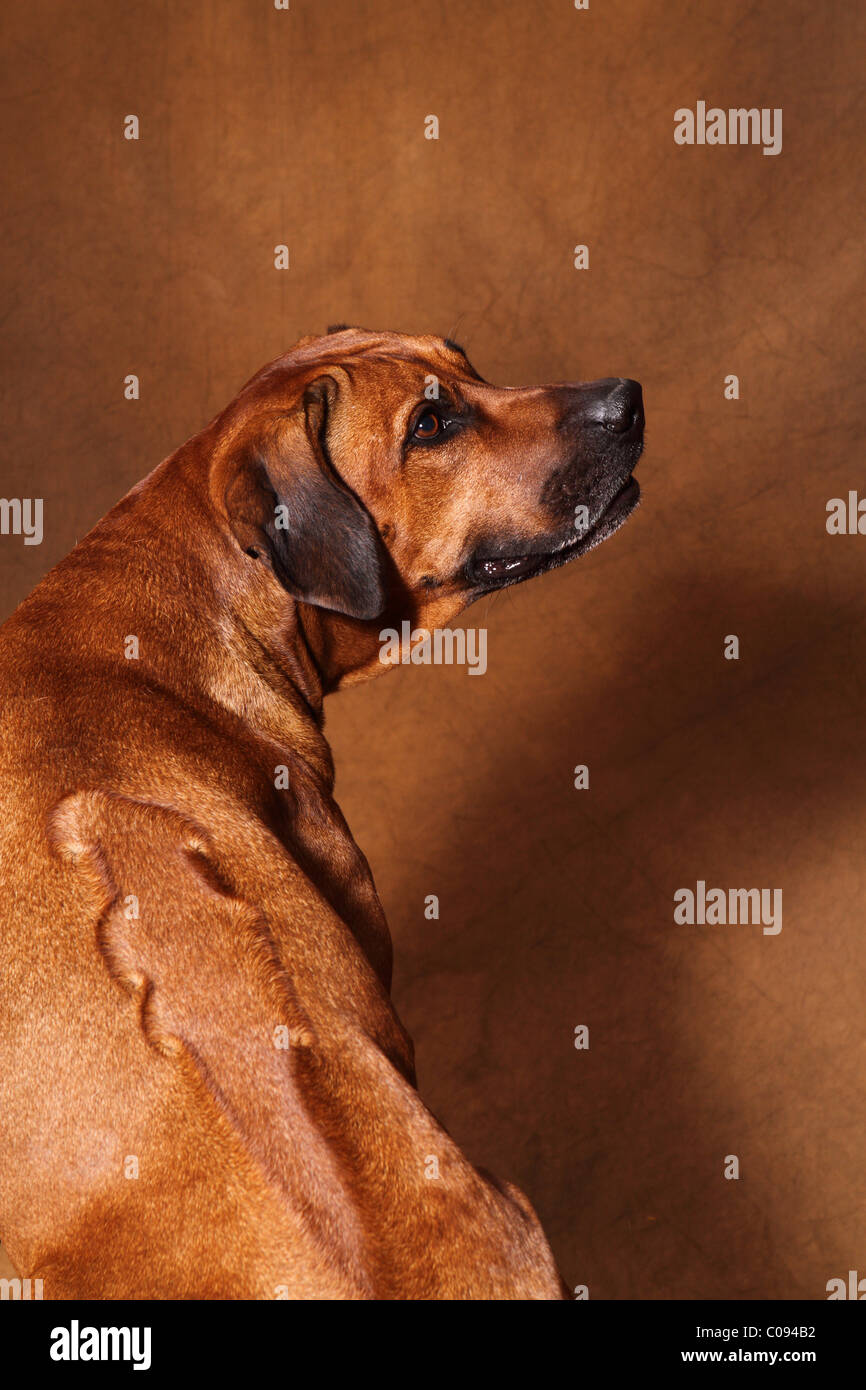 Rhodesian ridge back hi-res stock photography and images - Alamy