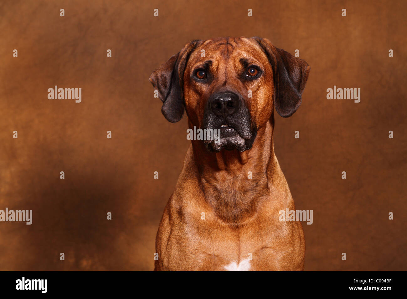 Rhodesian Ridgeback Portrait Stock Photo - Alamy