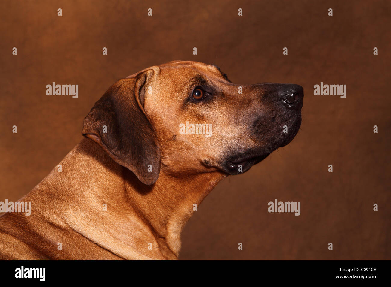 Rhodesian Ridgeback Portrait Stock Photo - Alamy