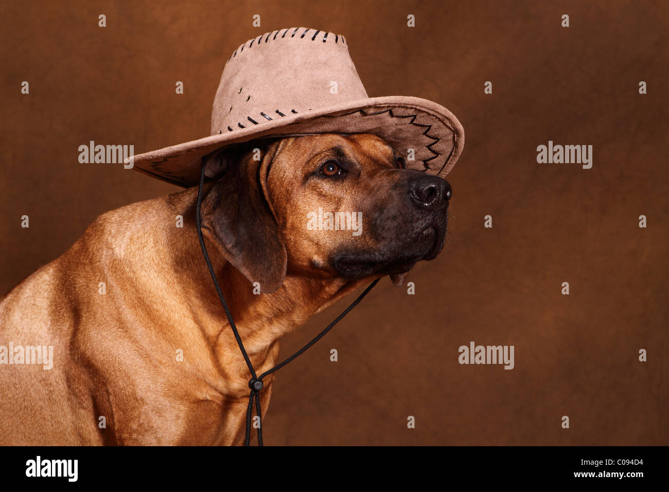 Rhodesian Ridgeback Portrait Stock Photo - Alamy