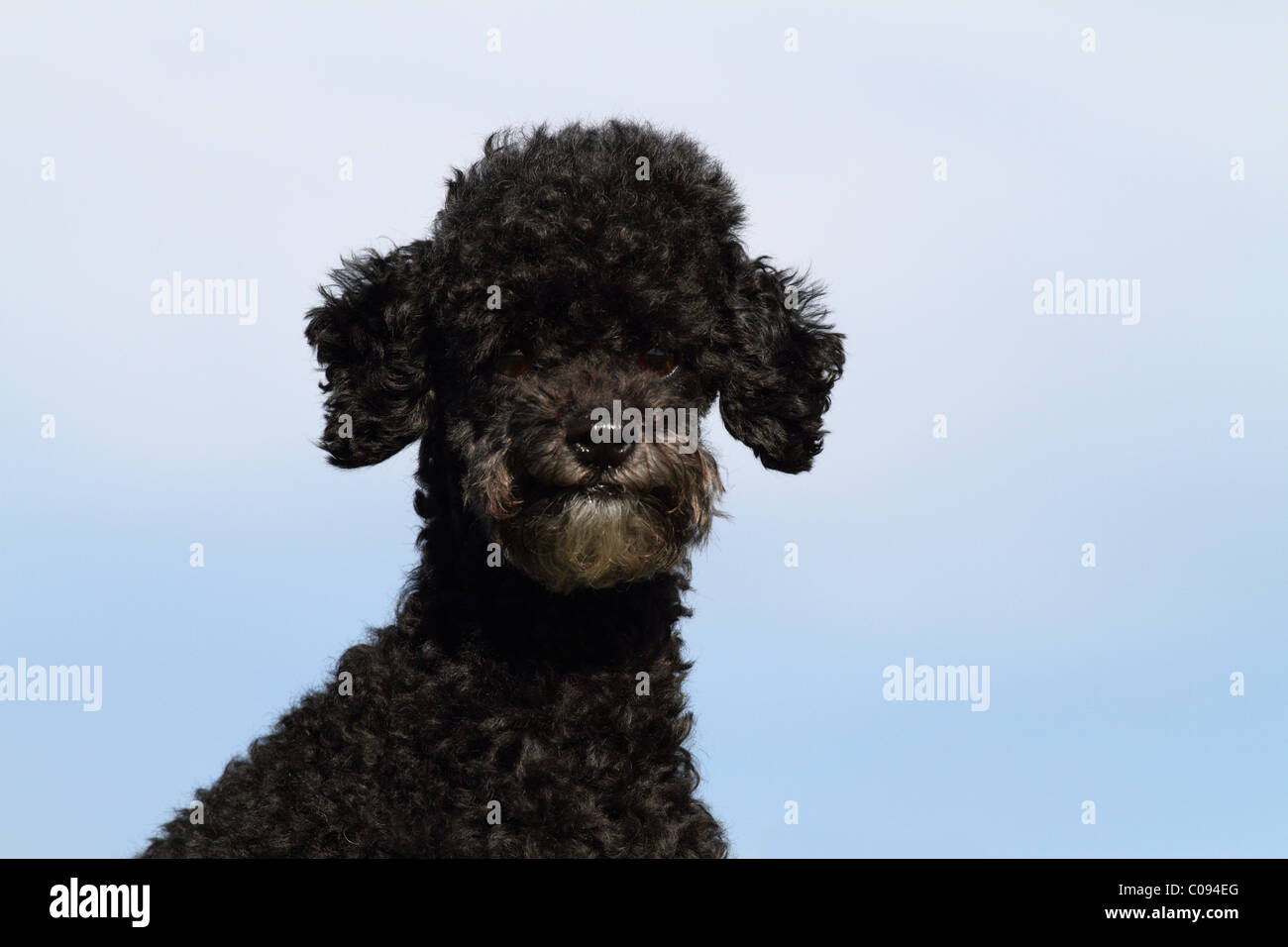 Toy Poodle Portrait Stock Photo - Alamy
