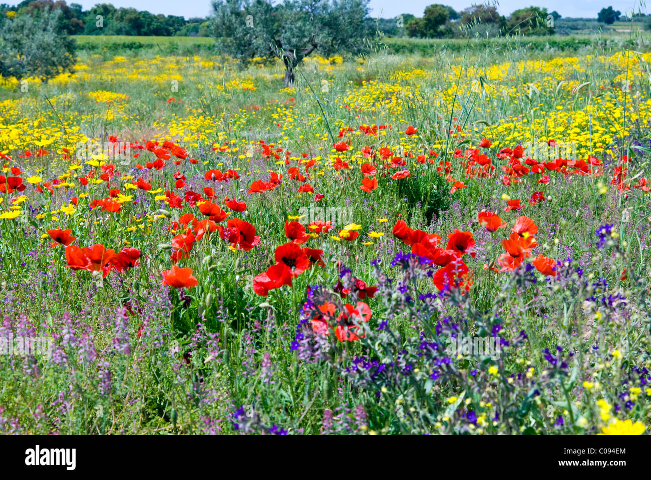 Tuscany flower fields hi-res stock photography and images - Alamy