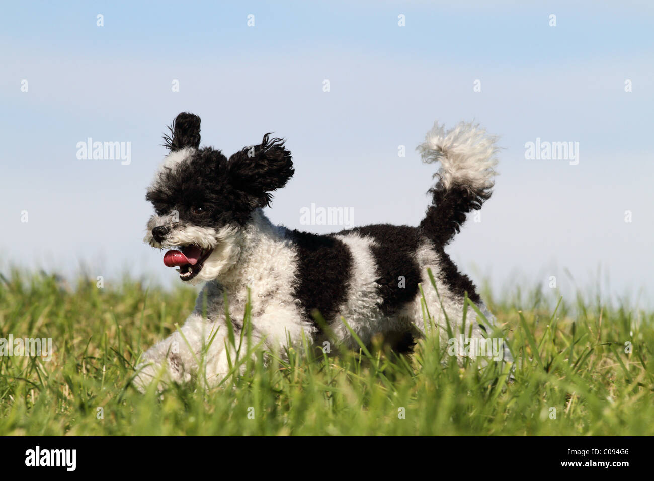 running Toy Poodle Stock Photo - Alamy