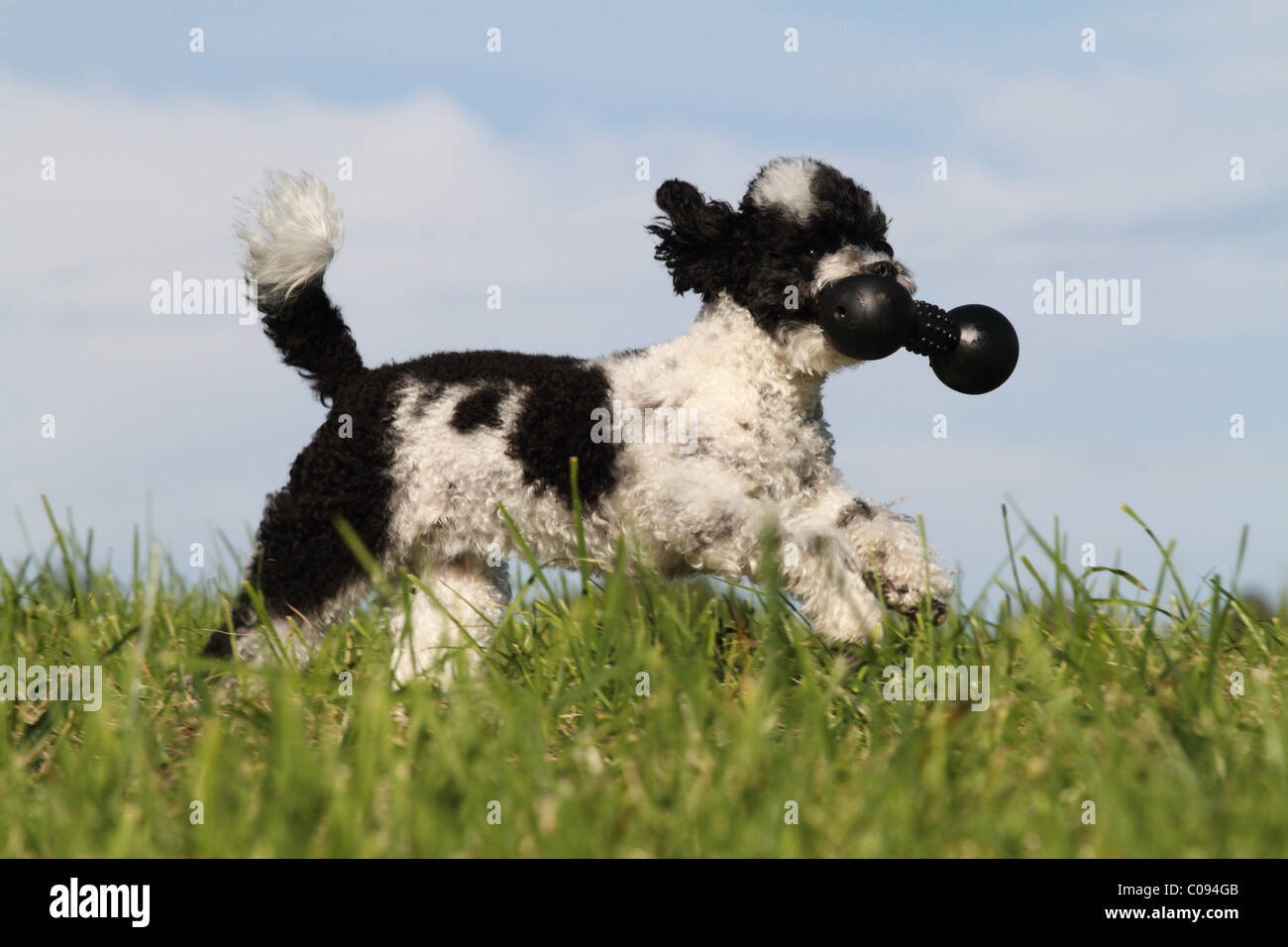 playing Toy Poodle Stock Photo - Alamy