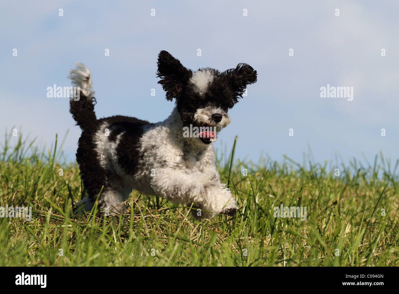 running Toy Poodle Stock Photo - Alamy
