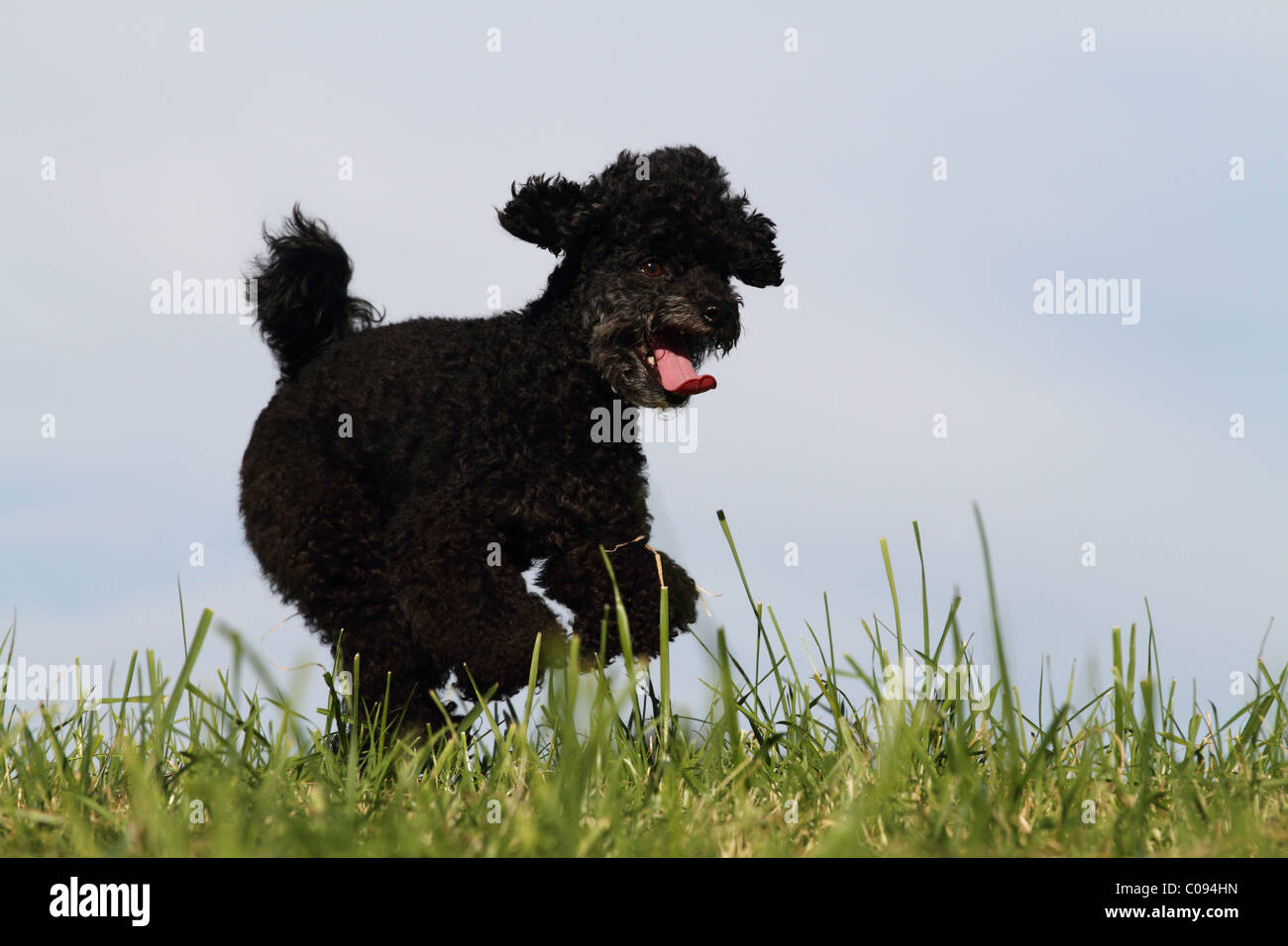 running Toy Poodle Stock Photo - Alamy