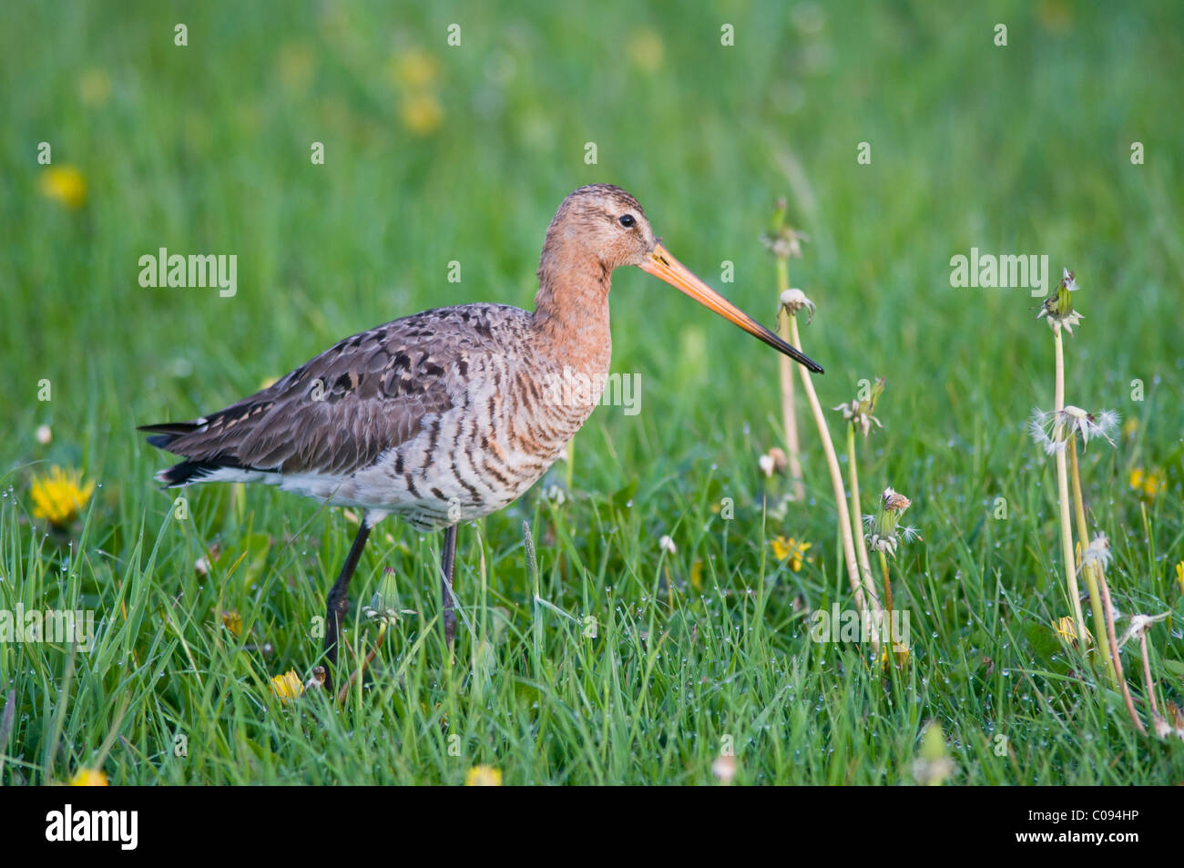 Black-tailed Godwit (Limosa limosa Stock Photo - Alamy
