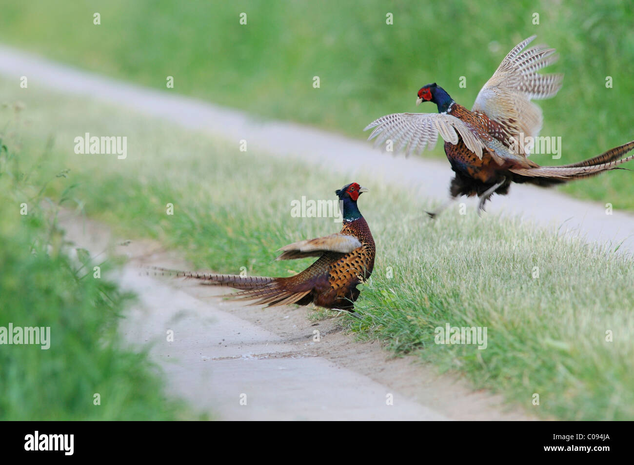 Common pheasant fight hi-res stock photography and images - Alamy