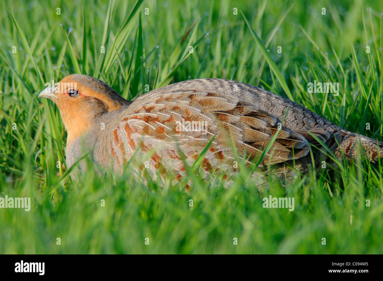 Grey Partridge (Perdix perdix Stock Photo - Alamy