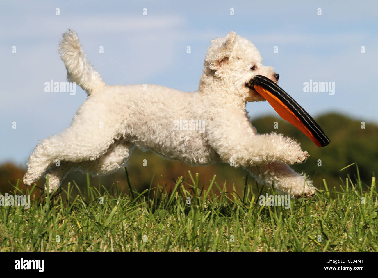 playing Toy Poodle Stock Photo - Alamy