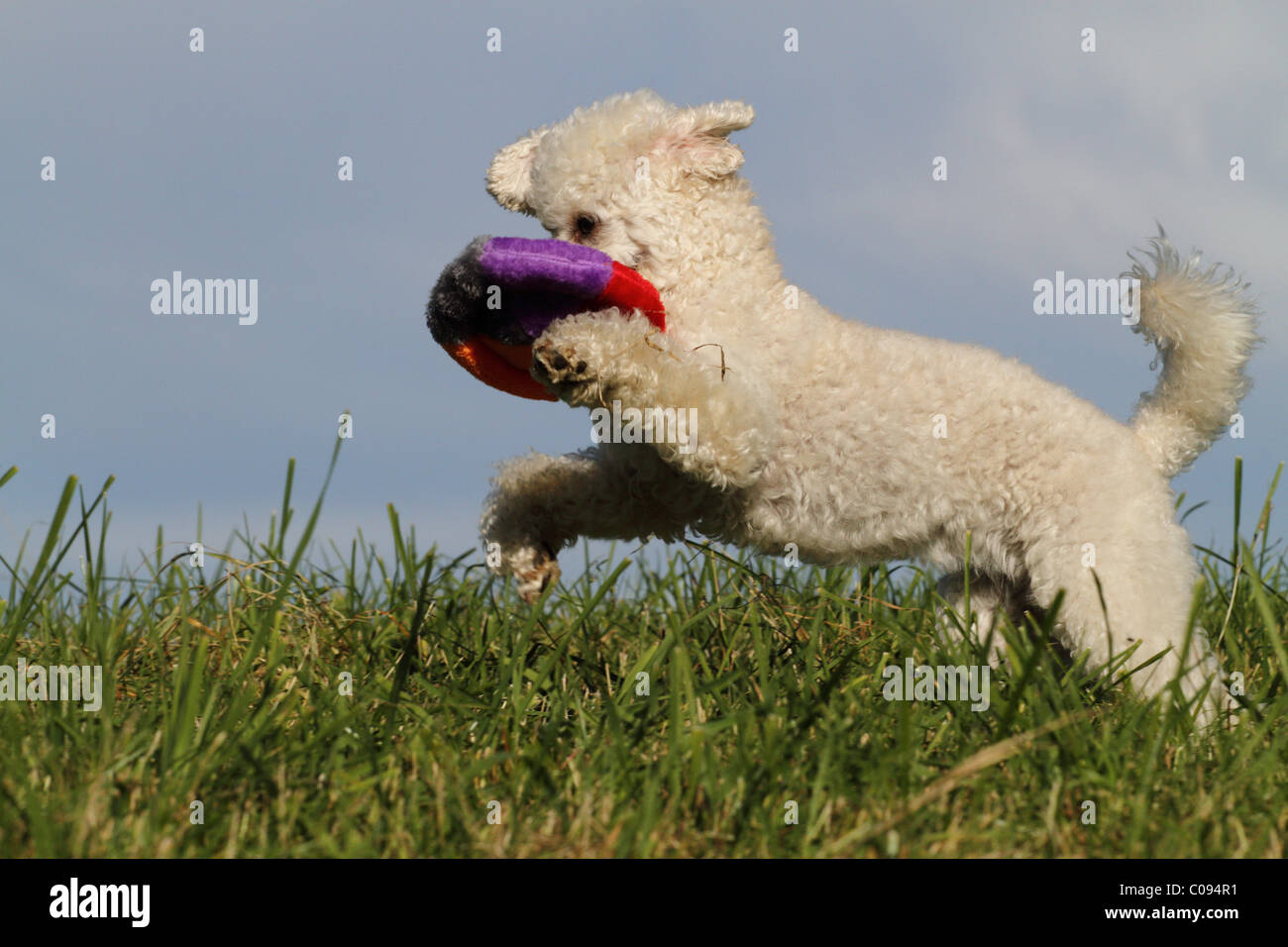 playing Toy Poodle Stock Photo - Alamy