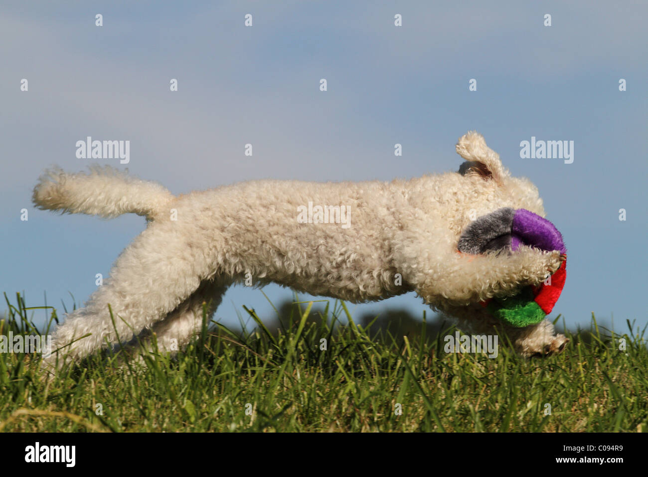 playing Toy Poodle Stock Photo - Alamy